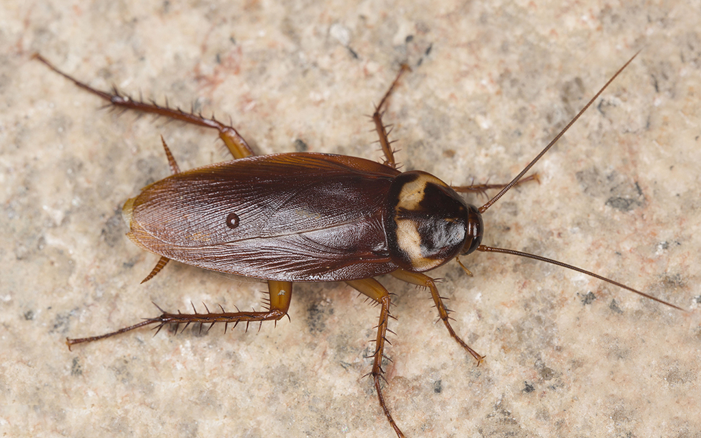 American Cockroach from 中国广西壮族自治区桂林市 on August 15, 2020 at 09:57 PM by ...