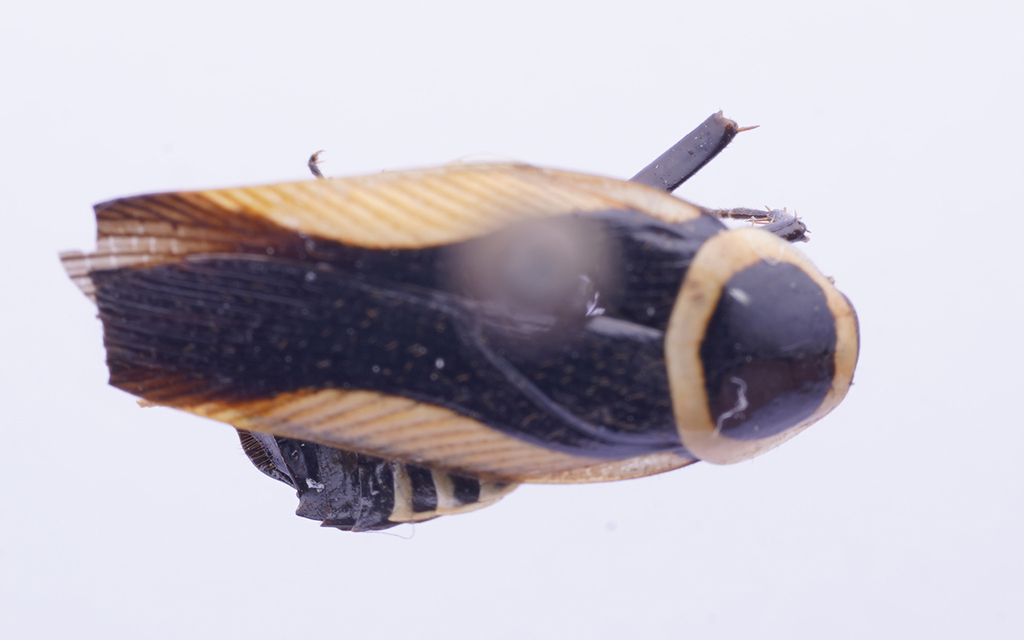 Hemithyrsocera vittata from 中国广西壮族自治区桂林市雁山区37XQ+H2G 邮政编码: 541006 on ...