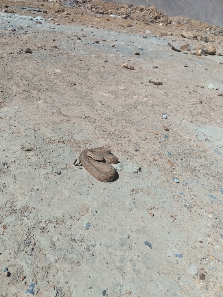 Moorish Viper in February 2024 by Leopold Chrástek · iNaturalist