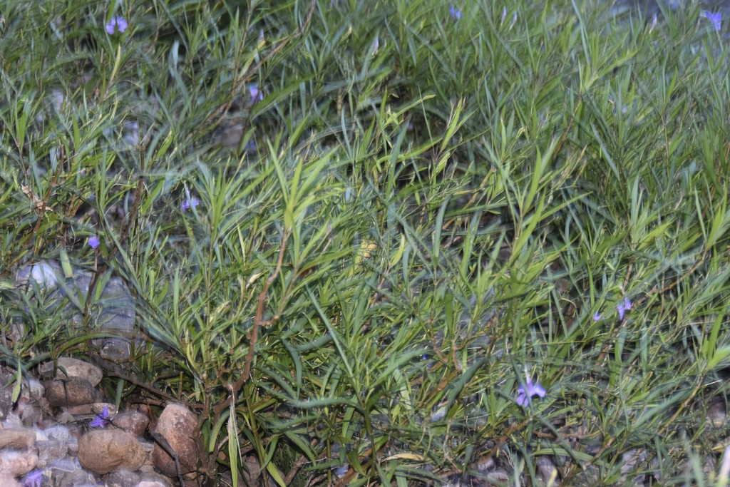 flowering plants from Flaxton QLD 4560, Australia on February 25, 2024 ...
