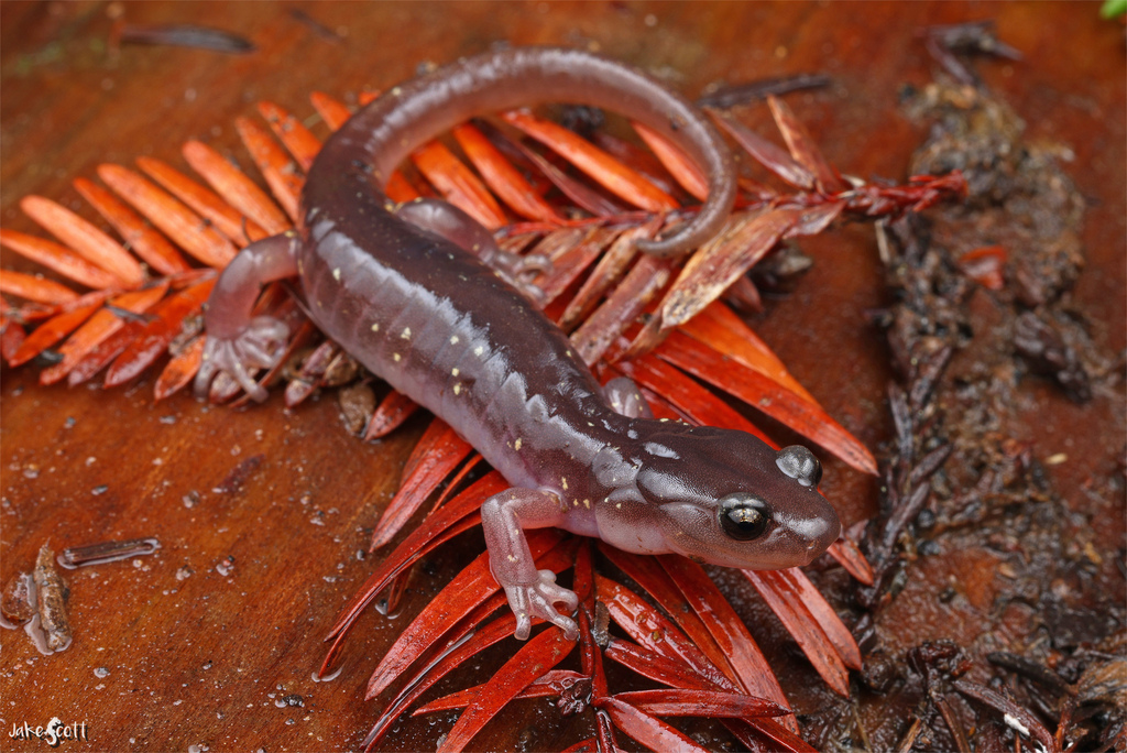 Arboreal Salamander in February 2024 by Jake Scott · iNaturalist