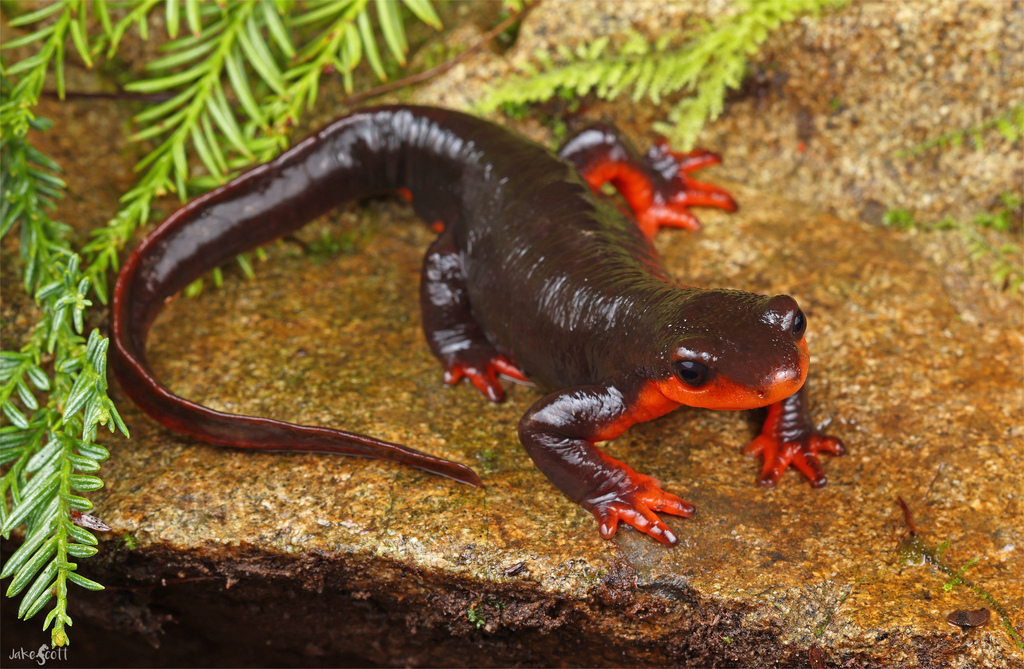 Red-bellied Newt in February 2024 by Jake Scott · iNaturalist