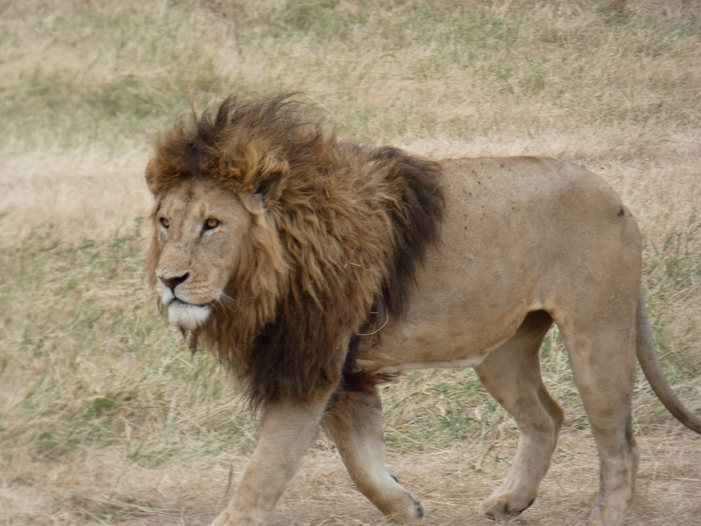 Southern Lion in July 2018 by chrisozers · iNaturalist