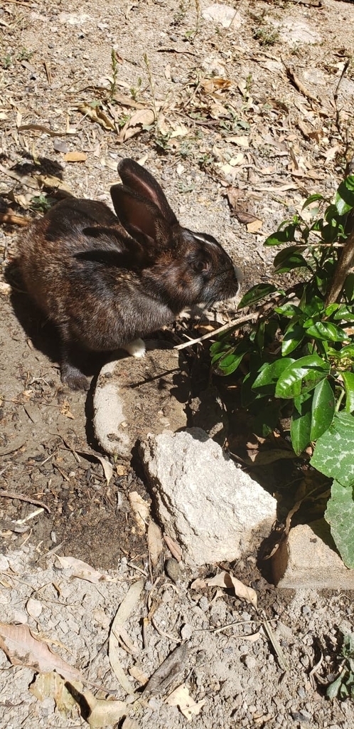 European Rabbit from 6JVC+2QV, Dolores, Intibucá, Honduras on February ...
