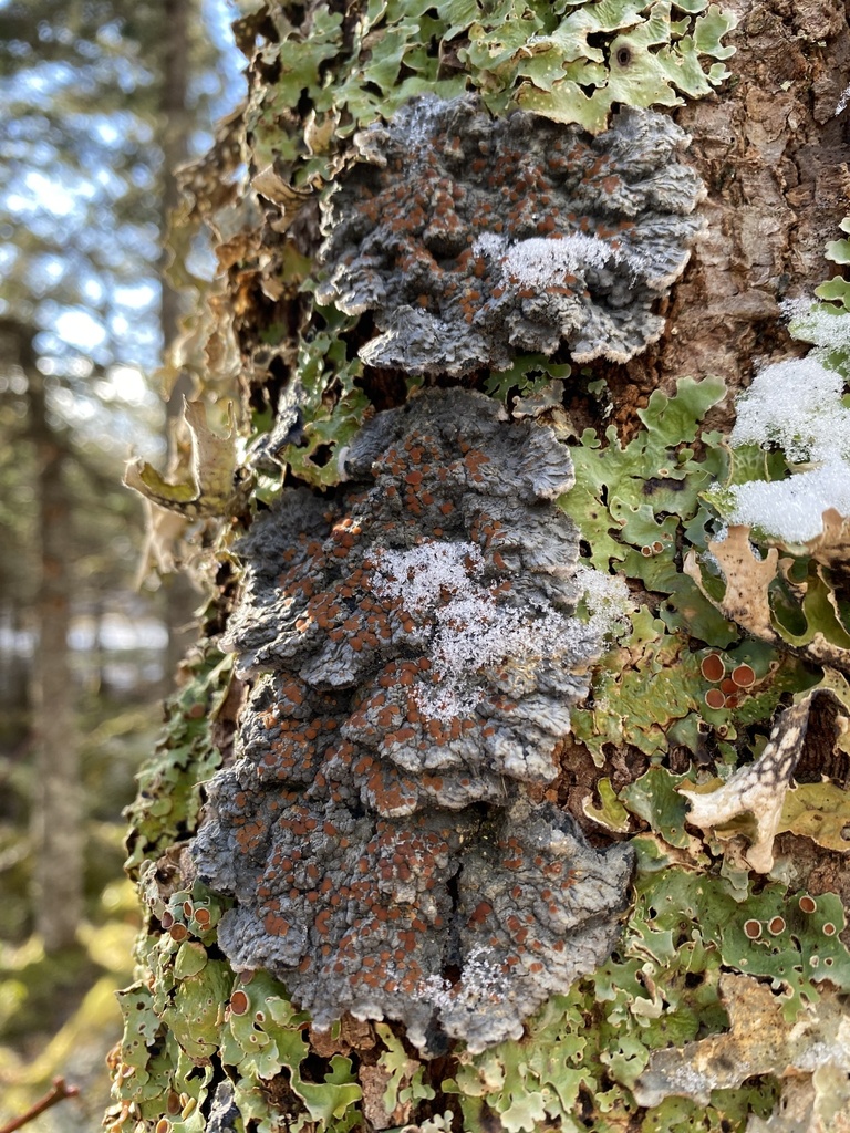 Blue Felt Lichen from Sandy Bay Rd, Queens, NS, CA on November 29, 2023 ...