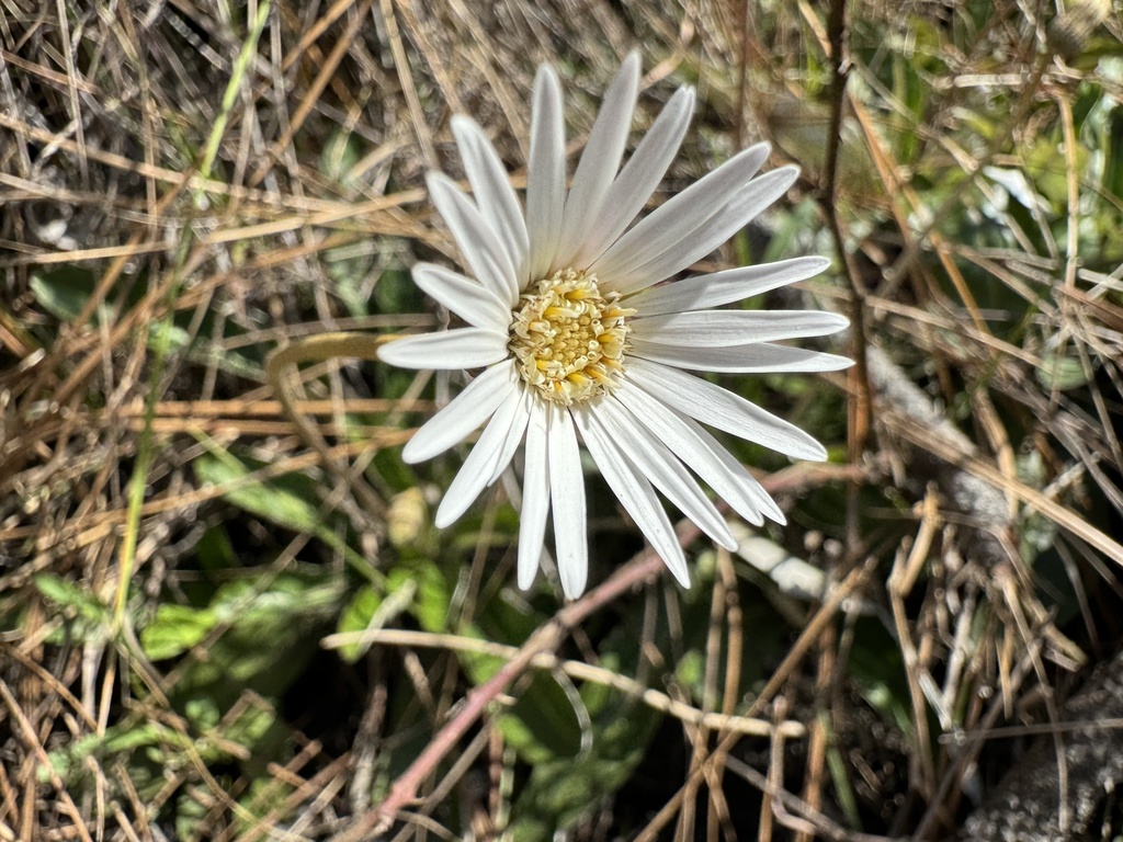 Pineland Daisy from Hal Scott Regional Preserve and Park, Orlando, FL ...