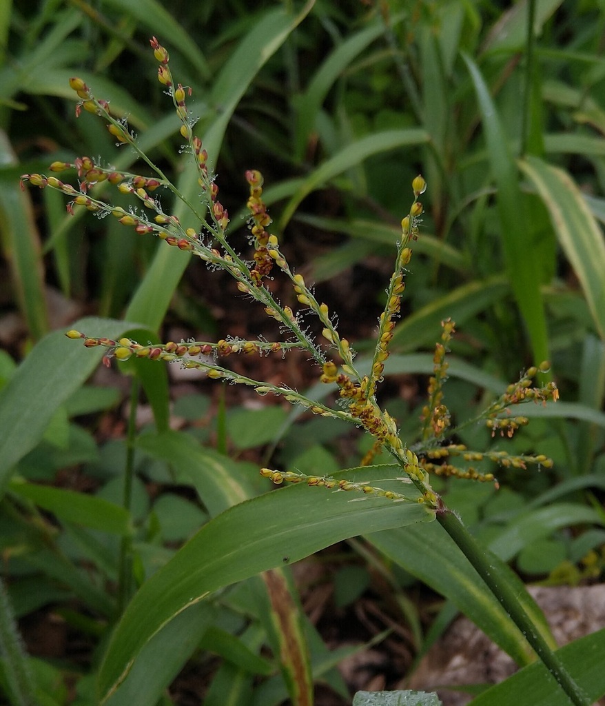Urochloa fusca (Arvenses de las milpas de Yucatán) · iNaturalist