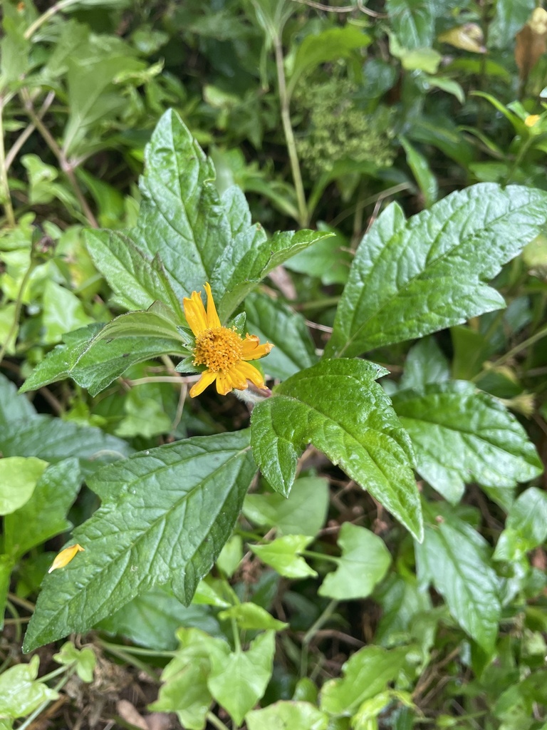 trailing daisy from Tennyson park, Lane Cove, NSW, AU on March 1, 2024 ...