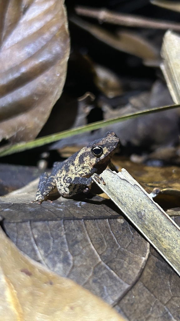 Manaus Tree Toad from Careiro, AM, BR on February 27, 2024 at 07:15 PM ...