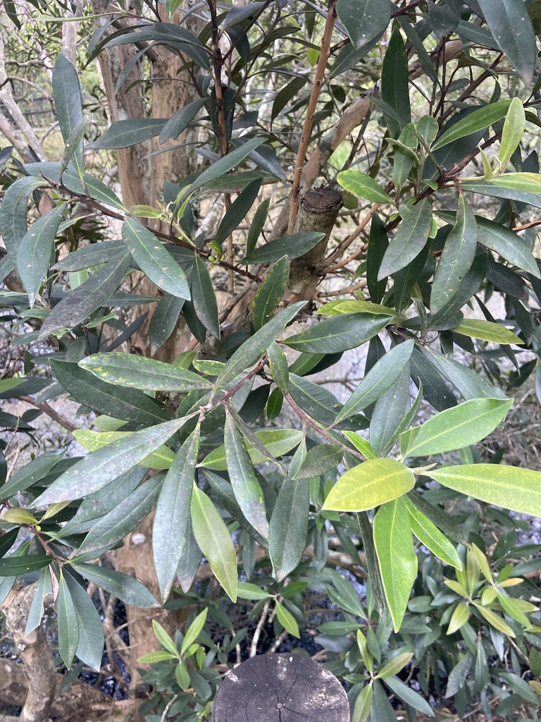 dicots from St Ives, NSW, AU on March 1, 2024 at 09:06 AM by lou ...