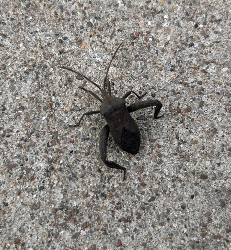 Florida Leaf-footed Bug from Belmont University, Nashville, TN, US on ...