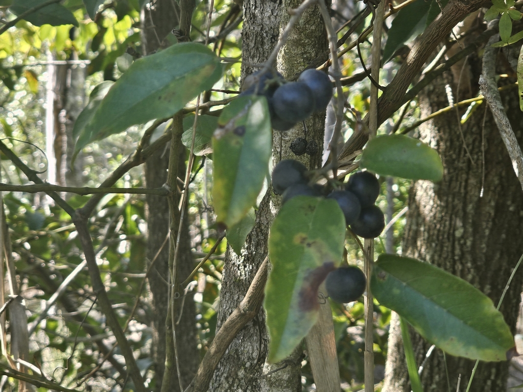 Kangaroo Vine from Bli Bli QLD 4560, Australia on February 29, 2024 at ...