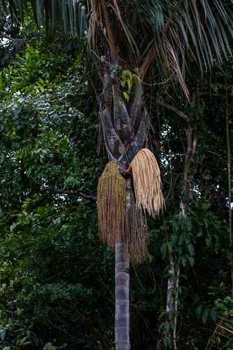 Variedad Oenocarpus bataua bataua · iNaturalist Mexico