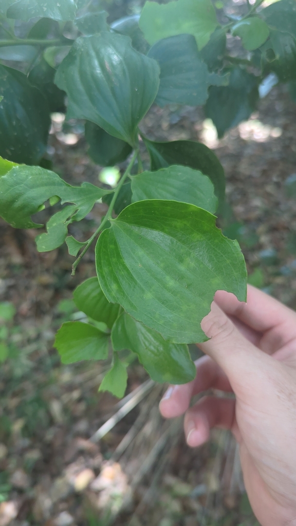 Broad Leaved Native Cherry from Craignish QLD 4655, Australia on March ...