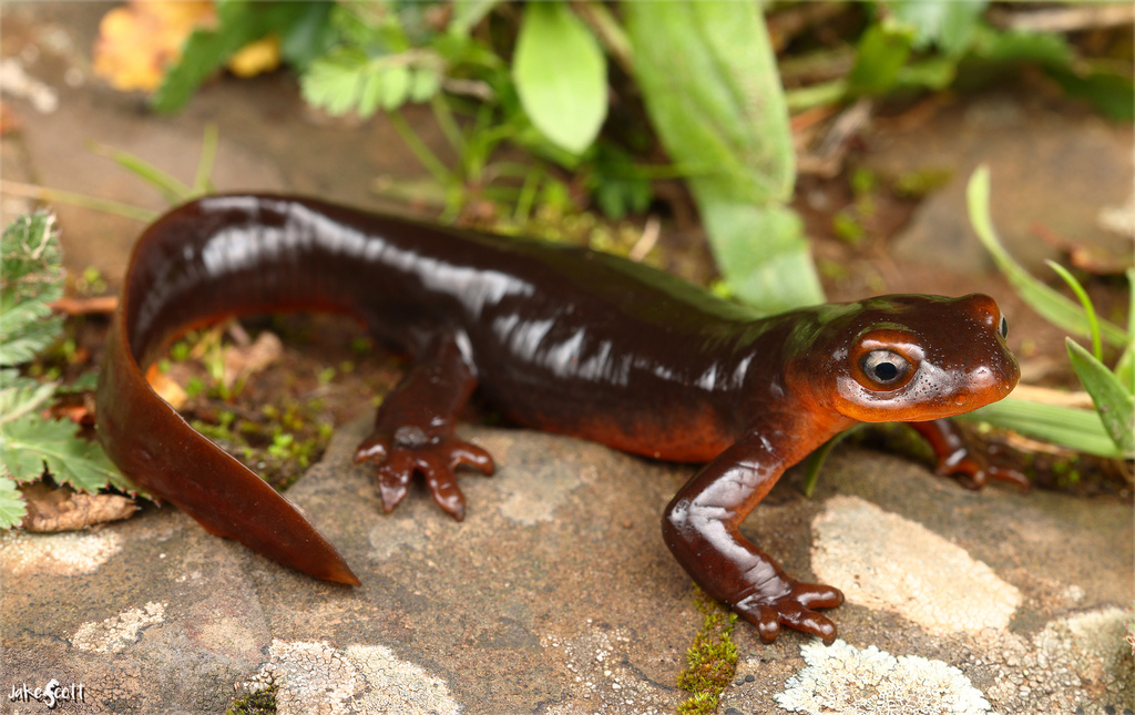 Sierra Newt in February 2024 by Jake Scott · iNaturalist