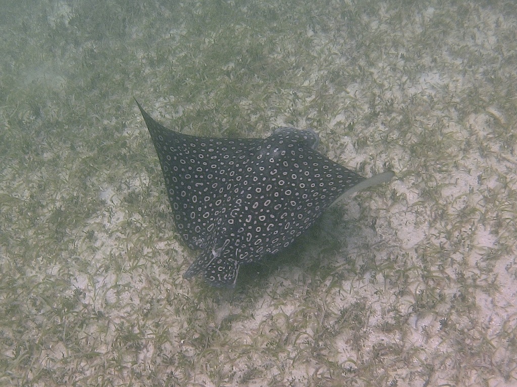 Spotted Eagle Ray in February 2024 by Alex Crawford · iNaturalist