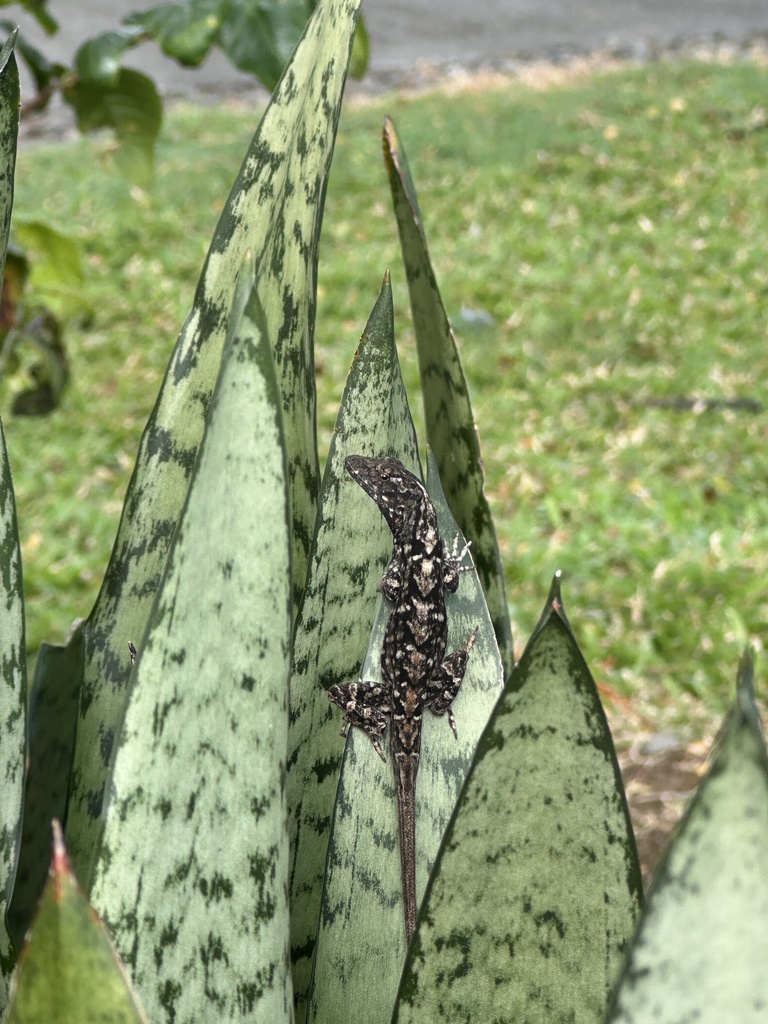 Brown Anole from Hawaiʻi, Hilo, HI, US on February 19, 2024 at 09:39 AM ...