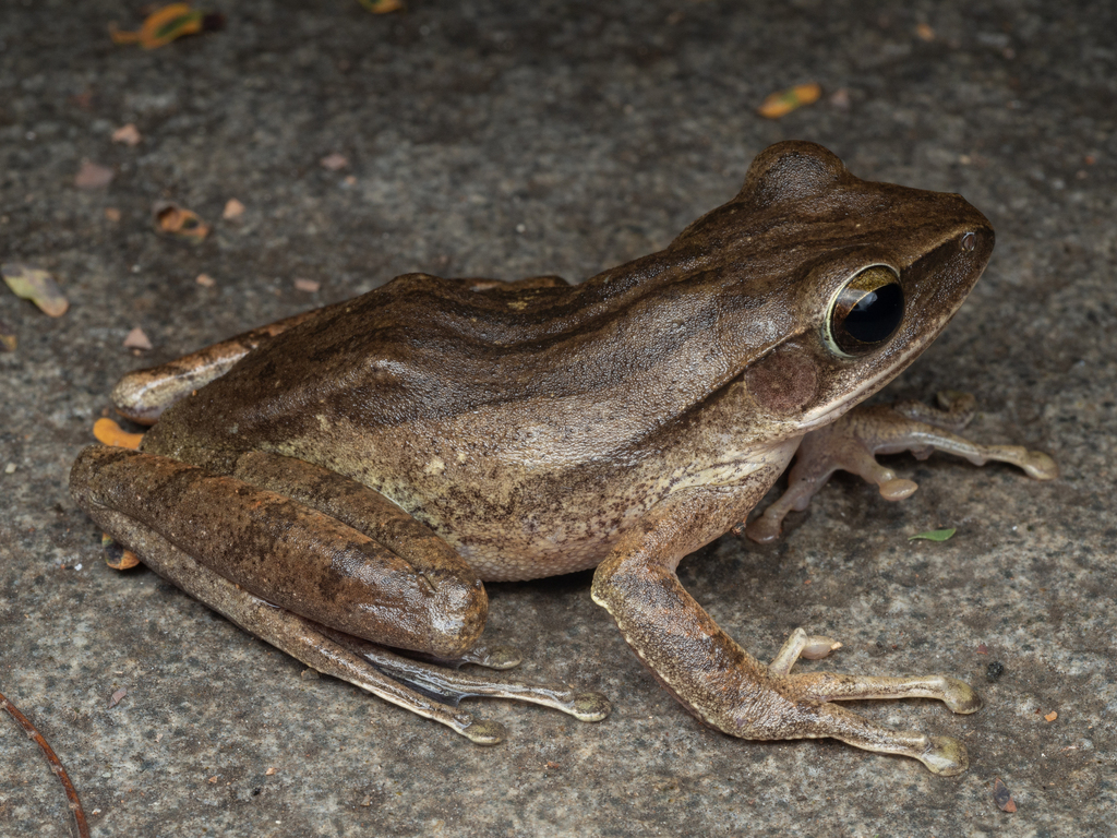 Common Southeast Asian Tree Frog from Sepang, Selangor, Malaysia on ...