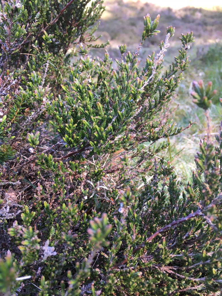 common heather from Legindvej, Nykøbing M, Nordjylland, DK on April 22 ...