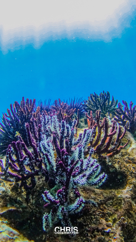 Gorgonia púrpura (Muricea purpurea)