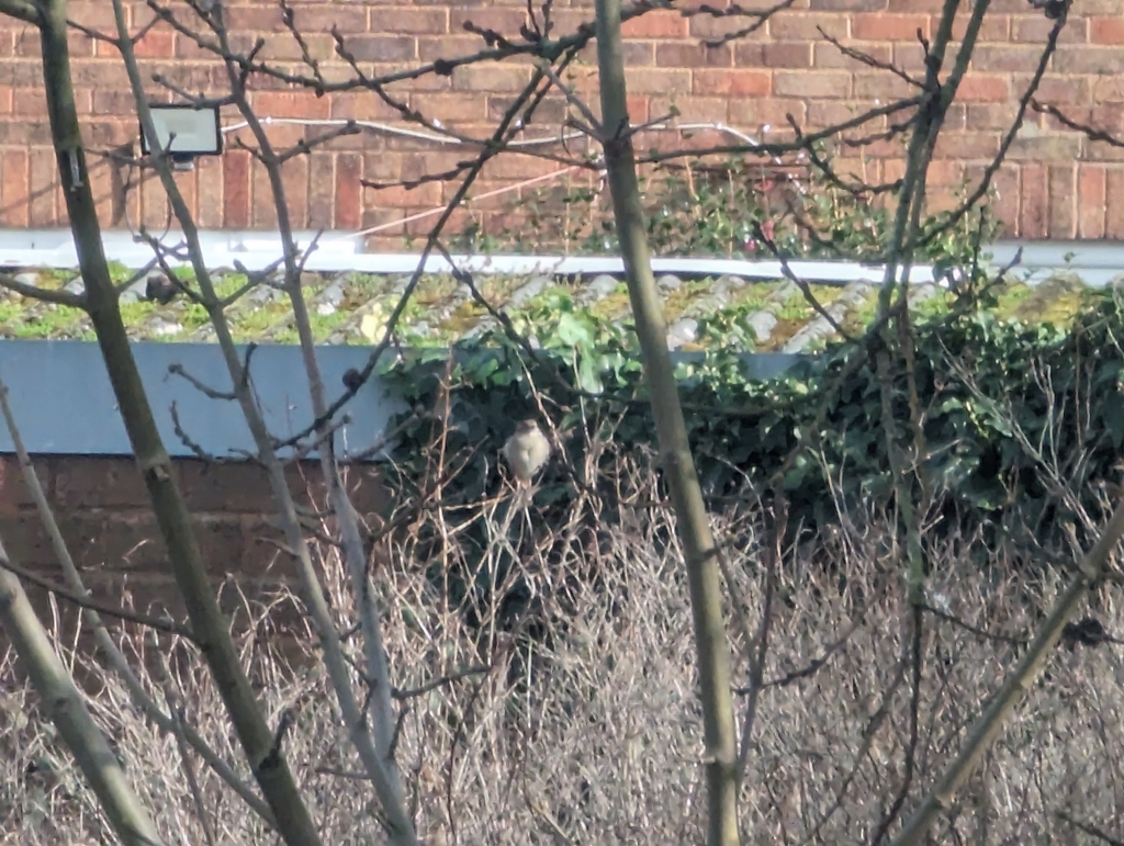 Perching Birds from Birmingham B34, UK on February 27, 2024 at 12:06 PM ...