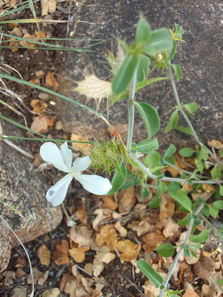 Barleria elegans orientalis from Ga-Seroka, South Africa on March 1 ...