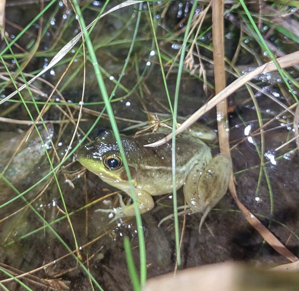 Florida Bog Frog in August 2023 by Robbie Neighbors · iNaturalist