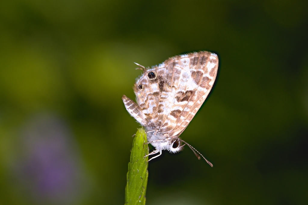 Common Bush Blue from Kaskazini A, Tanzánia on December 22, 2018 at 08: ...