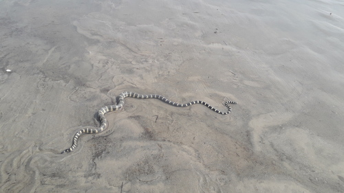 Russell's Sea Snake (Hydrophis obscurus) · iNaturalist