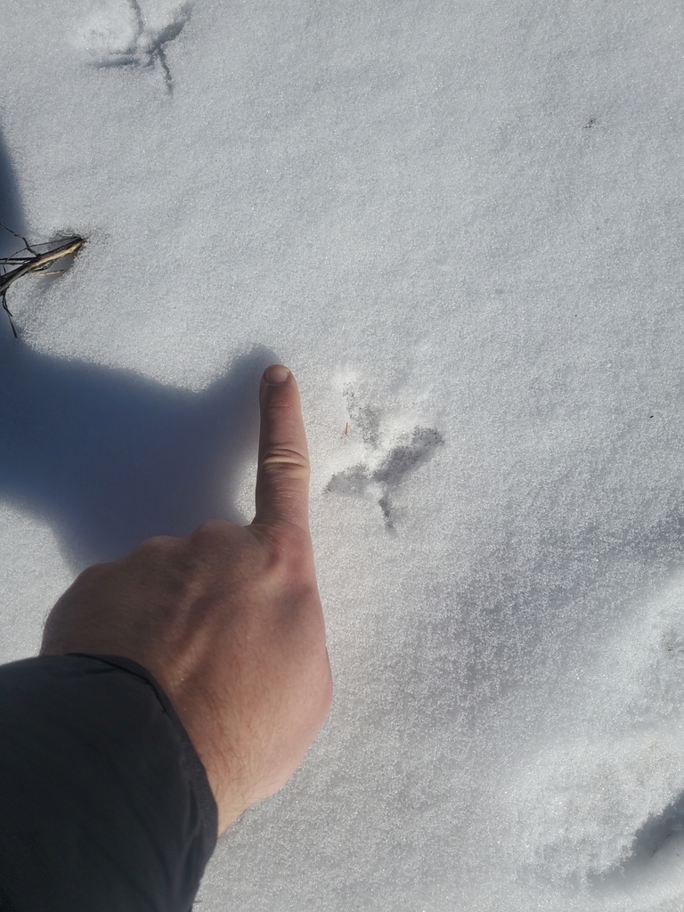 Ruffed Grouse from Kawartha Lakes, ON K0M 1K0, Canada on March 1, 2024 ...
