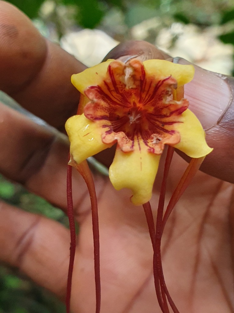 Strophanthus preussii from Haut on April 21, 2023 at 02:00 PM by ...