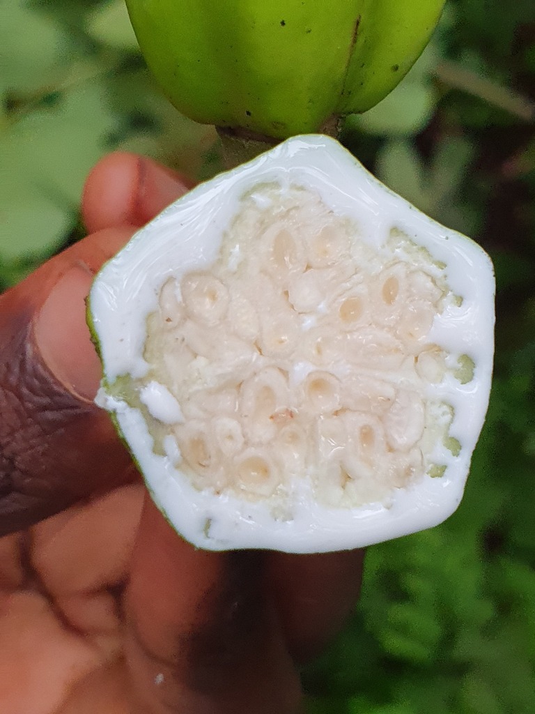 Cylicomorpha solmsii in April 2023 by Veranso Marie Claire. 23ENSM16-9 ...