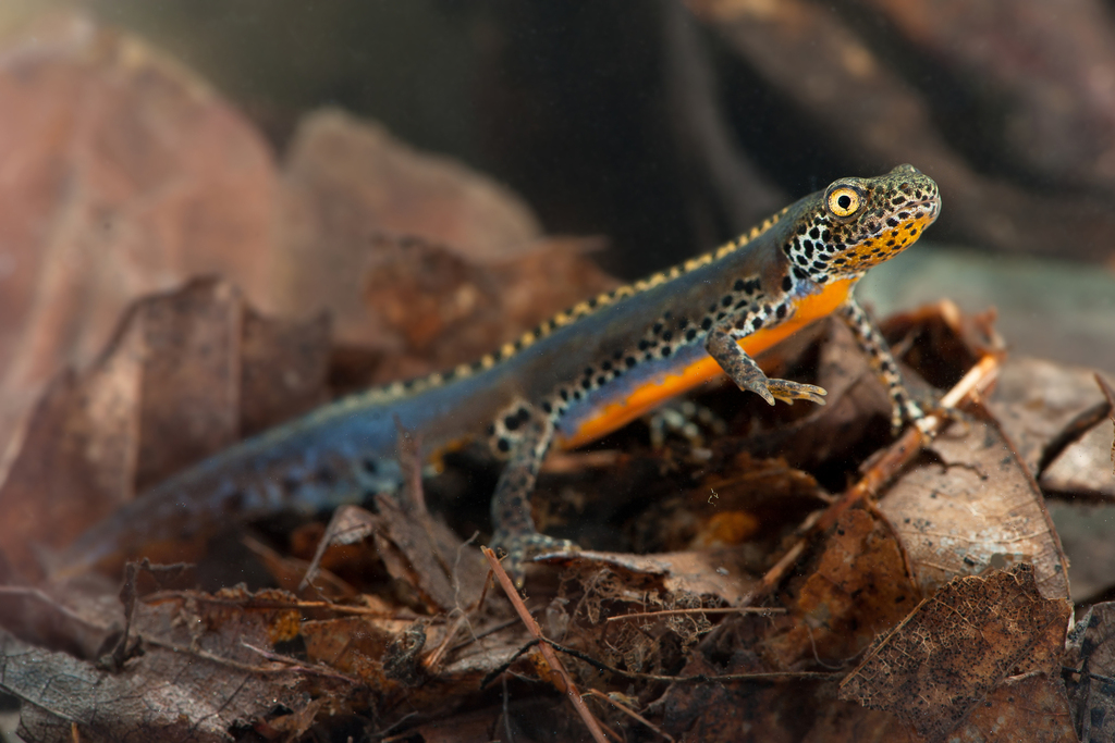 Italian Alpine Newt in May 2012 by Giuseppe Citino · iNaturalist