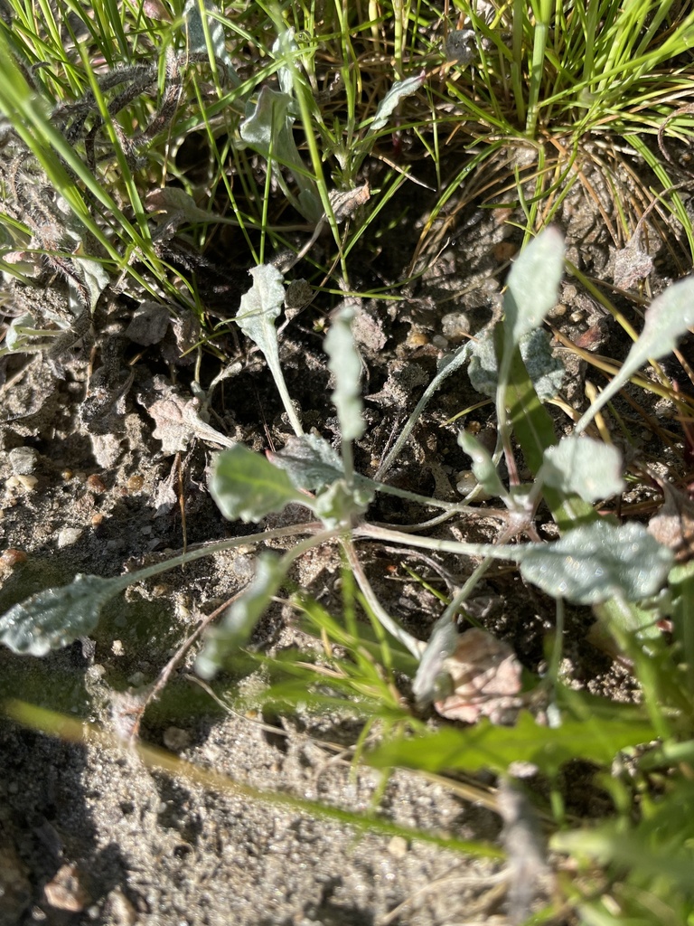 Slender Woolly Buckwheat from Via Eduardo, Temecula, CA, US on March 1 ...