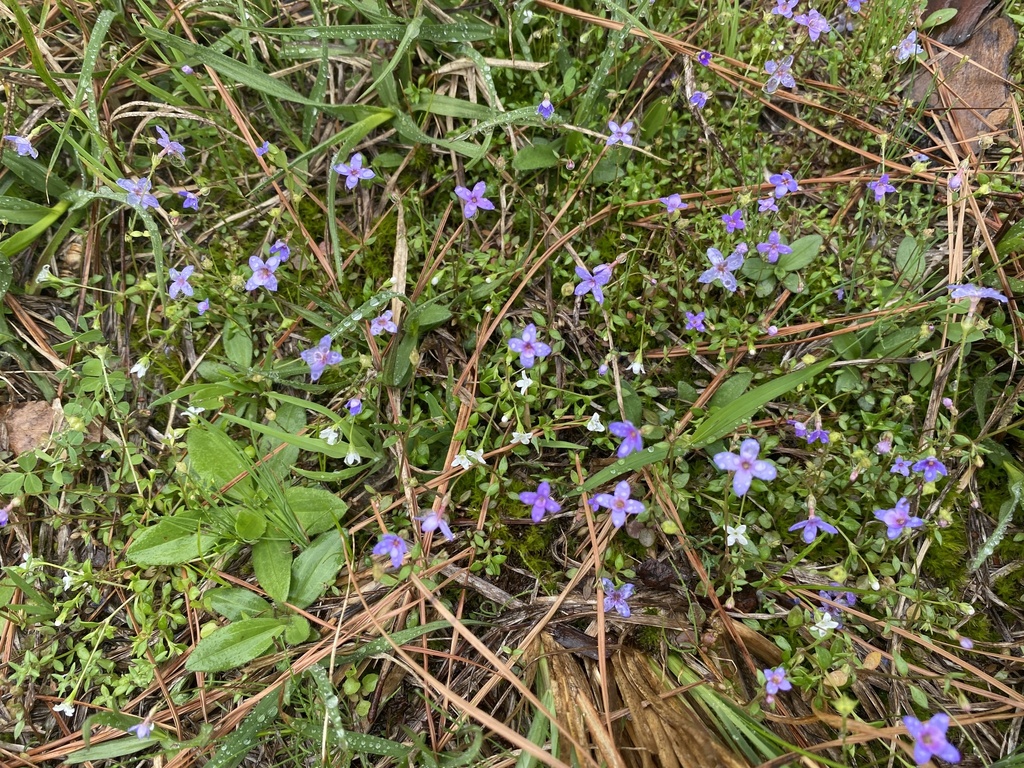 flowering bluets from I-55 N, Wesson, MS, US on March 1, 2024 at 08:55 ...