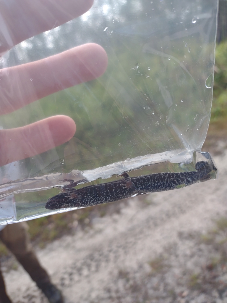 Reticulated Flatwoods Salamander in May 2023 by Robbie Neighbors ...