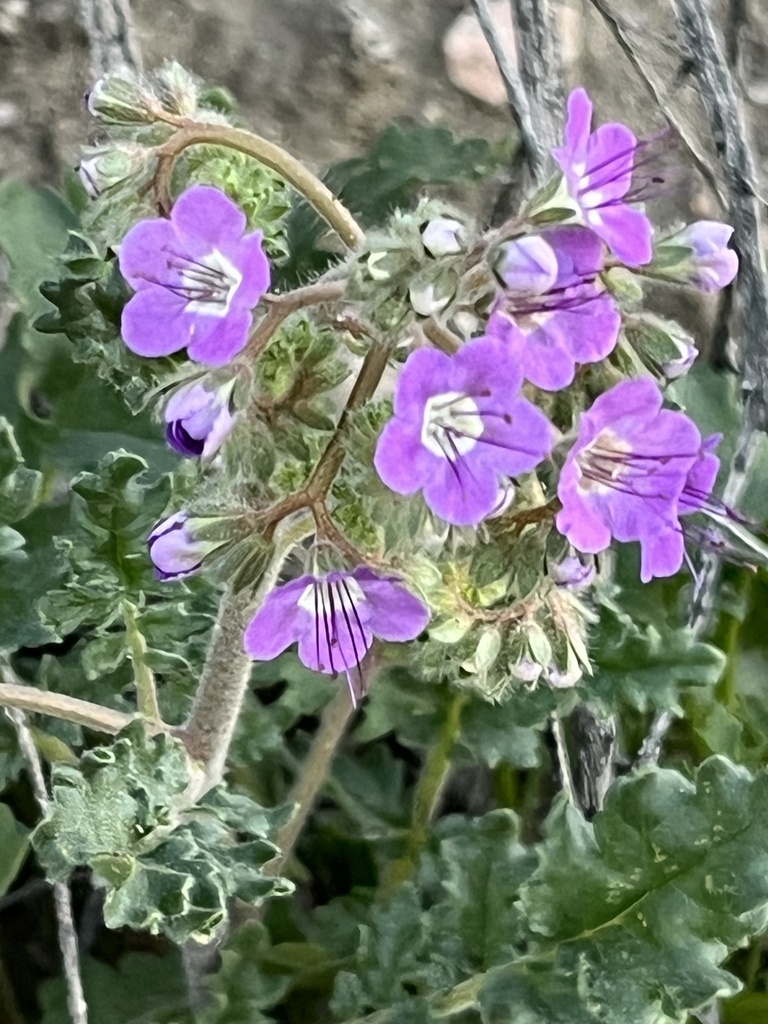 Notch-leaf Scorpionweed from Thousand Palms, CA, US on March 1, 2024 at ...