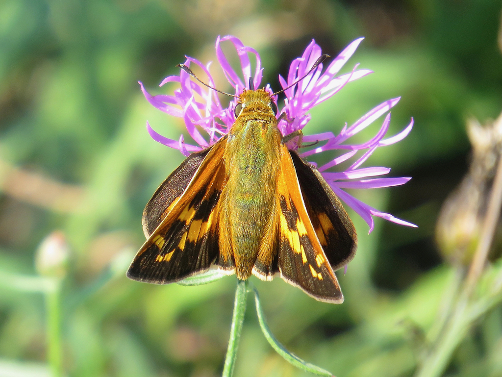 Leonard's Skipper from Blairstown, NJ, USA on August 26, 2018 at 09:37 ...