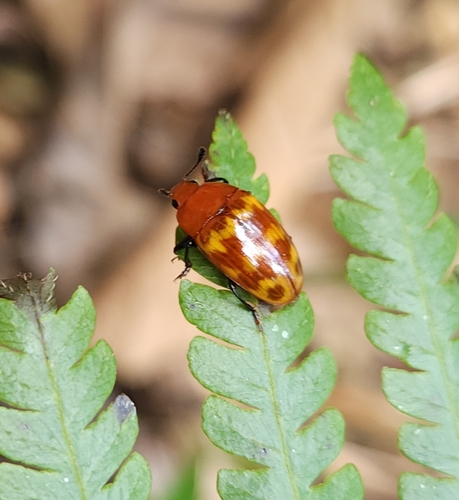 Mycotretus sannio · iNaturalist