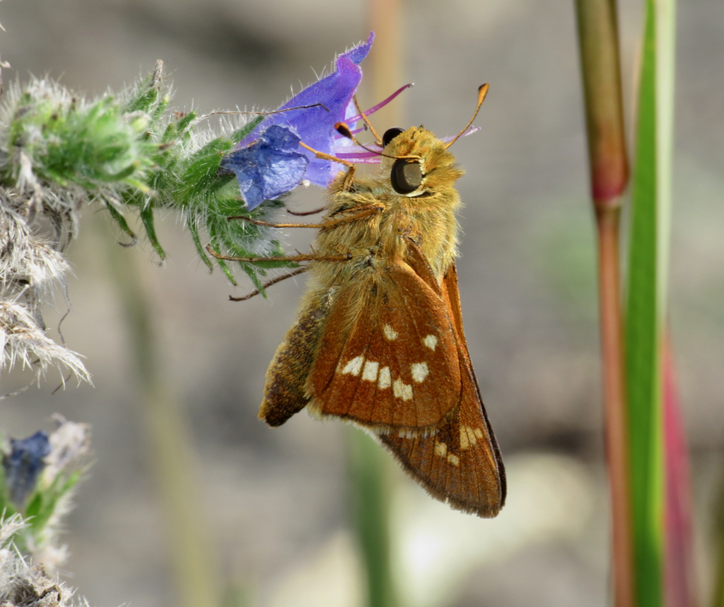 Leonard's Skipper from Blairstown, NJ, USA on August 26, 2018 at 09:30 ...