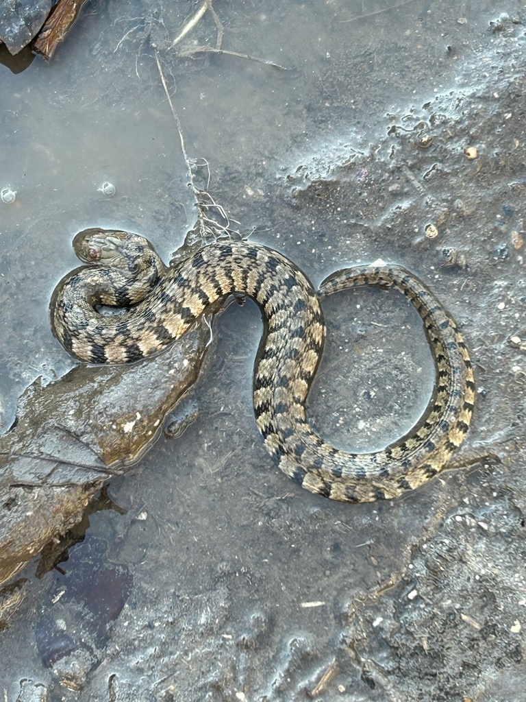 Diamondback Watersnake from FM-973, Manor, TX, US on March 1, 2024 at ...