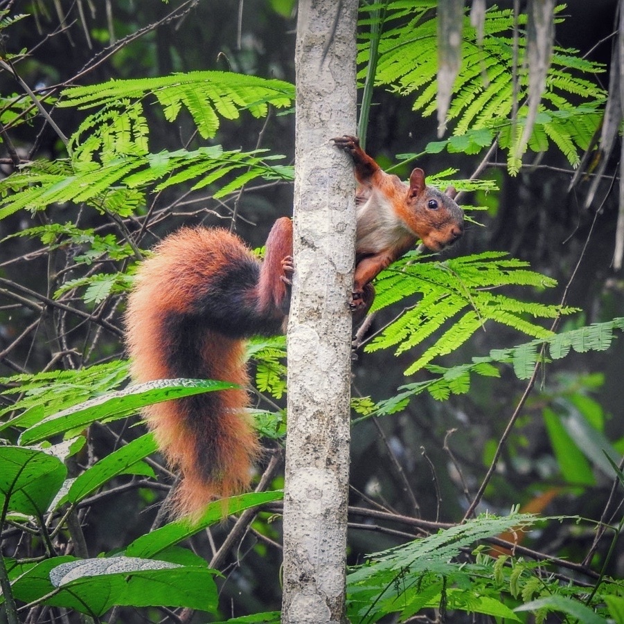 Southern Amazon Red Squirrel from Carrera 12, Leticia, Amazonas, CO on ...