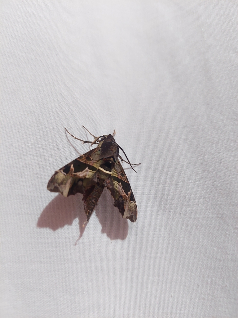 Unzela japix from H26J+76M, Provincia de Guanacaste, Guadalajara, Costa ...