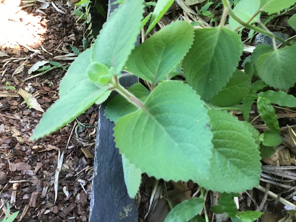 Native Coleus from Coombell St, Jindalee, QLD, AU on March 2, 2024 at ...