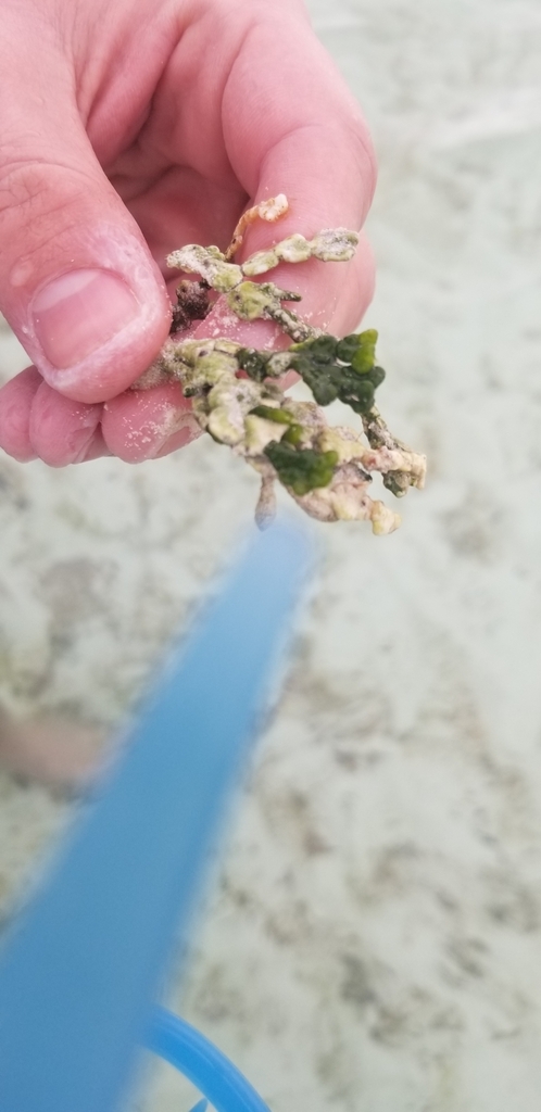 cactus tree alga from Unnamed Rd #1 Chub Cay, The Bahamas on March 01 ...