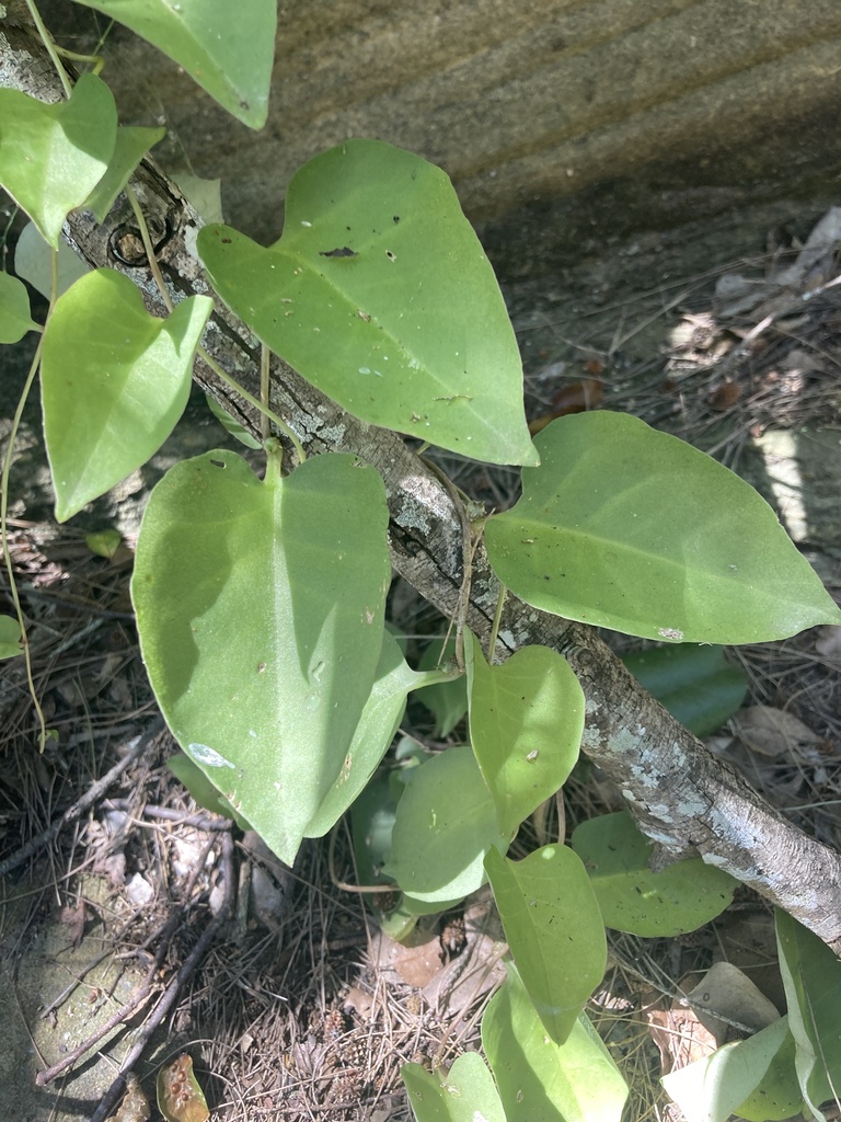 Mignonette vine from Redwood Park, Redwood, QLD, AU on March 2, 2024 at ...