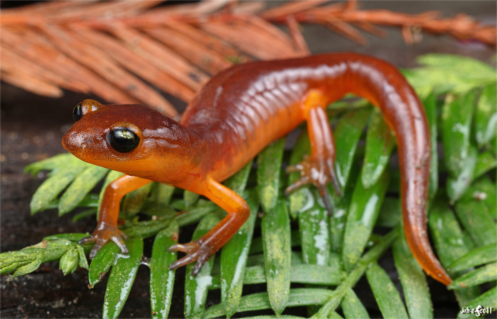 Yellow-eyed Ensatina in February 2024 by Jake Scott · iNaturalist