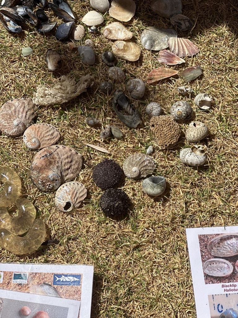 life from Brighton Beach Gardens - Green Point, Brighton, VIC, AU on ...