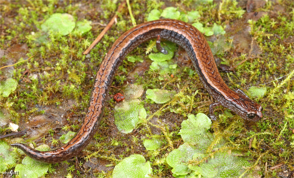 Gabilan Mountains Slender Salamander in February 2024 by Jake Scott ...