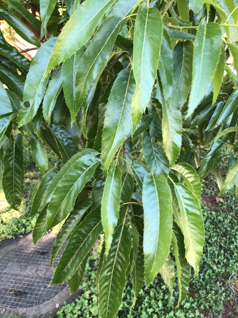 Chestnuts from University of Tennessee at Chattanooga, Chattanooga, TN ...